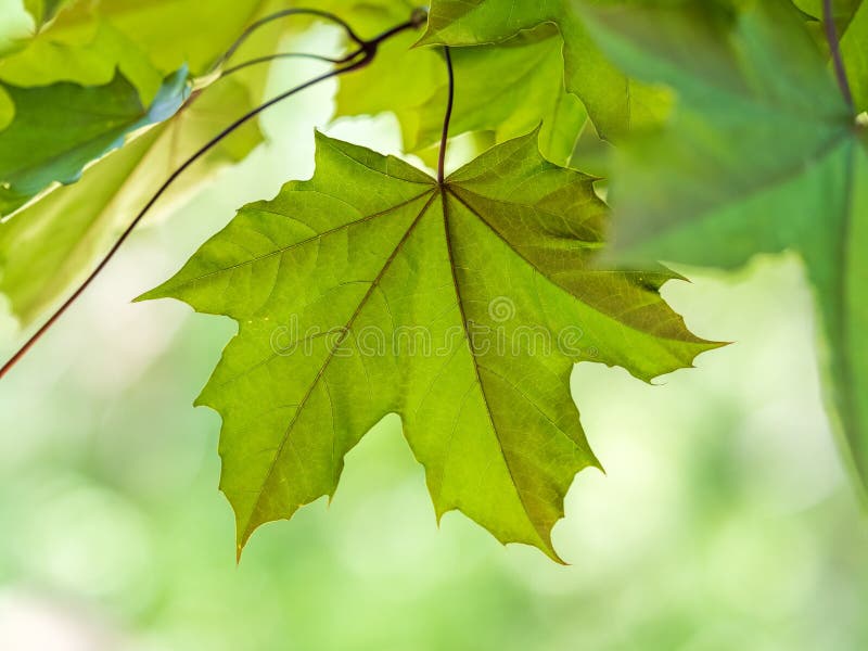 Spring Branches of Maple Tree with Fresh Green Leaves Stock Image ...