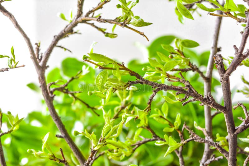 Spring Branches with Small Green Young Leaves on Green Blurred ...