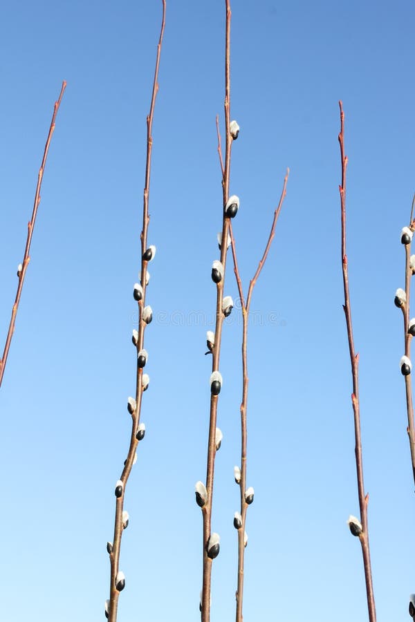 Straight Branches with Swollen Buds Against the Blue Sky, Spring ...