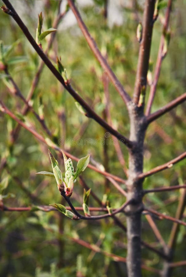 Spring Branches of a Tree Sprouts Stock Image - Image of leaf, sprout ...