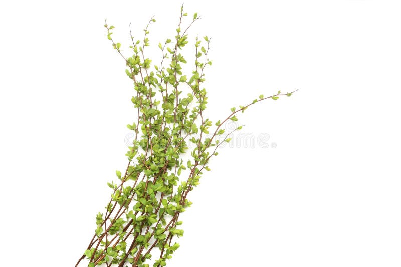Green Tree Branches Isolated on White Background. Stock Photo - Image ...