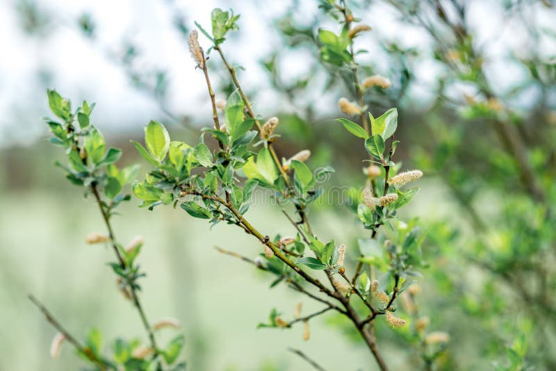 Spring. Branches of Young Tree Stock Photo - Image of macro, plant ...