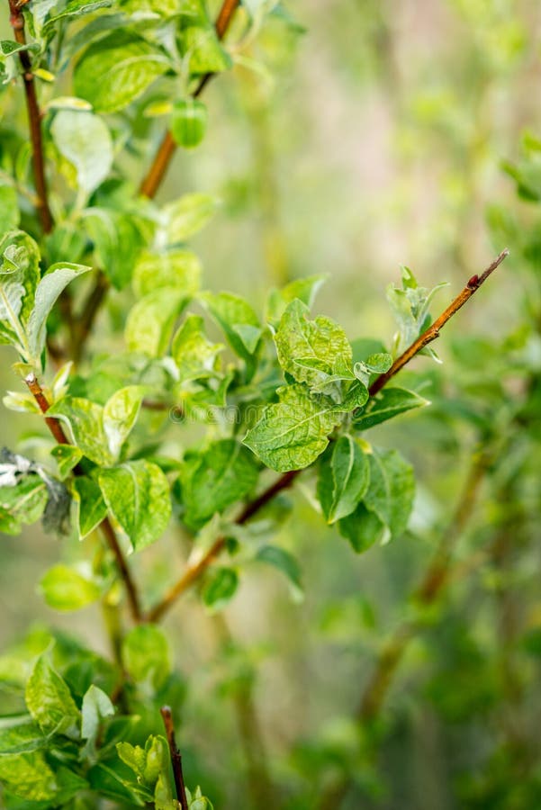 Spring. Branches of Young Tree Stock Photo - Image of closeup, leaves ...