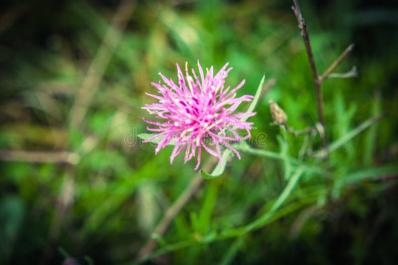 Spring break stock image. Image of nature, flower, pink - 70821341