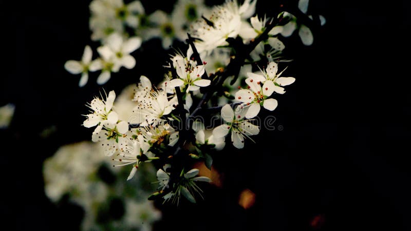 Spring Break stock image. Image of break, spring, flower - 91154013