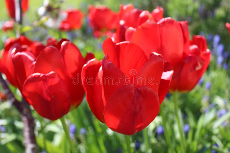 Spring Breeze through a Tulip Garden Stock Photo - Image of cluster ...