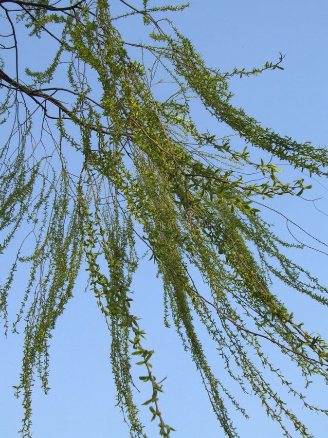 Willow in the wind stock photo. Image of grass, river - 11662576