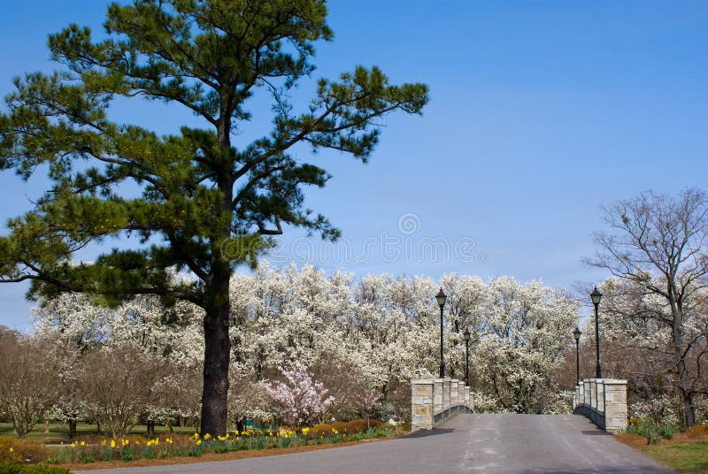 Spring Bridge stock image. Image of path, trees, asphalt - 27753687