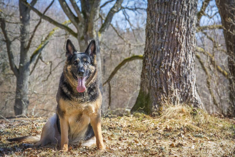 In the Spring, on a Sunny Day, a German Shepherd in Nature Stock Image ...