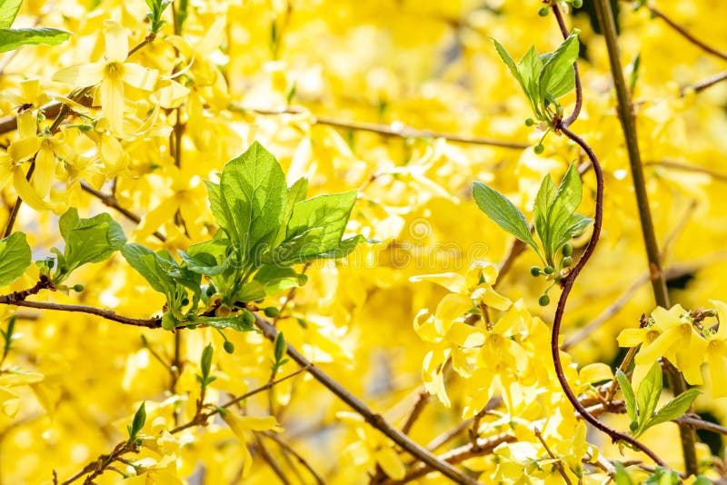 Spring Bright Yellow of Blooming Forsythia Stock Photo - Image of honey ...