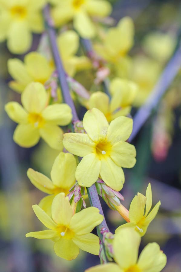 Spring Bright Yellow of Blooming Forsythia Bush Stock Photo - Image of ...
