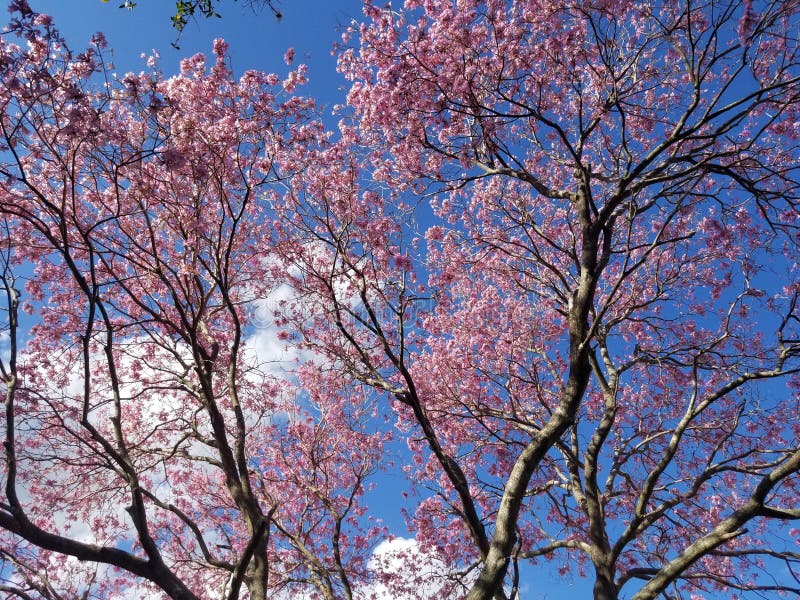 Spring bloom stock photo. Image of bloom, spring, blooming - 113242308