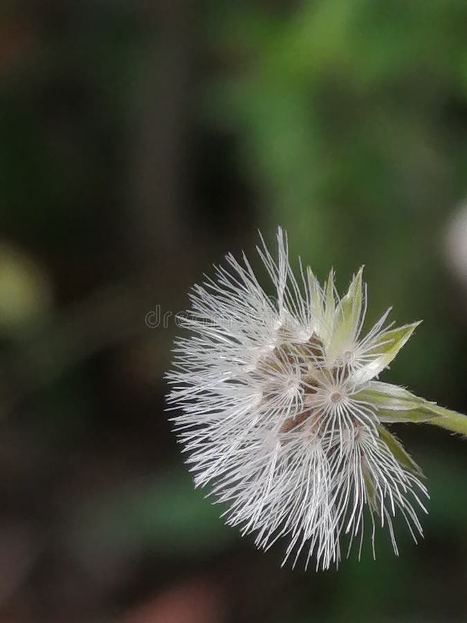 Spring Brings Happiness. Small Dandelion Stock Photo - Image of small ...