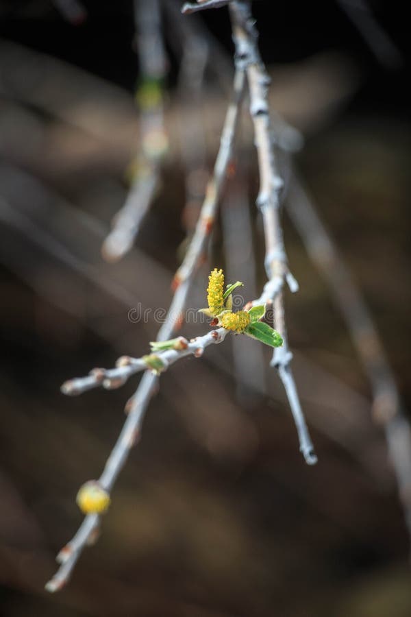Spring brings new life stock photo. Image of desert, willow - 83562782