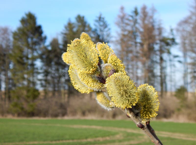 Spring Brings New Life To Everything Stock Photo - Image of spring ...