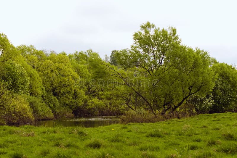 Spring Brook stock image. Image of river, field, high - 30124269