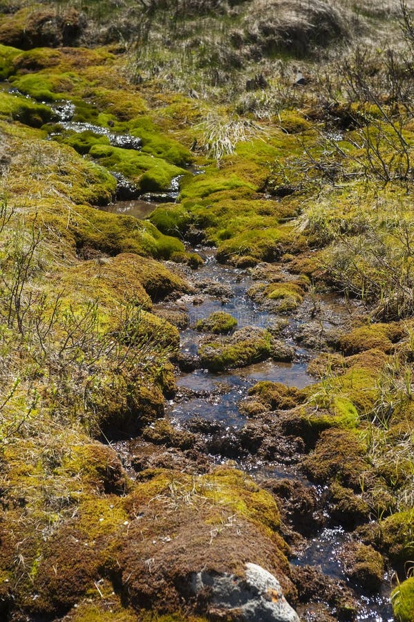 Spring Brook stock image. Image of moss, sunny, alpine - 40618959