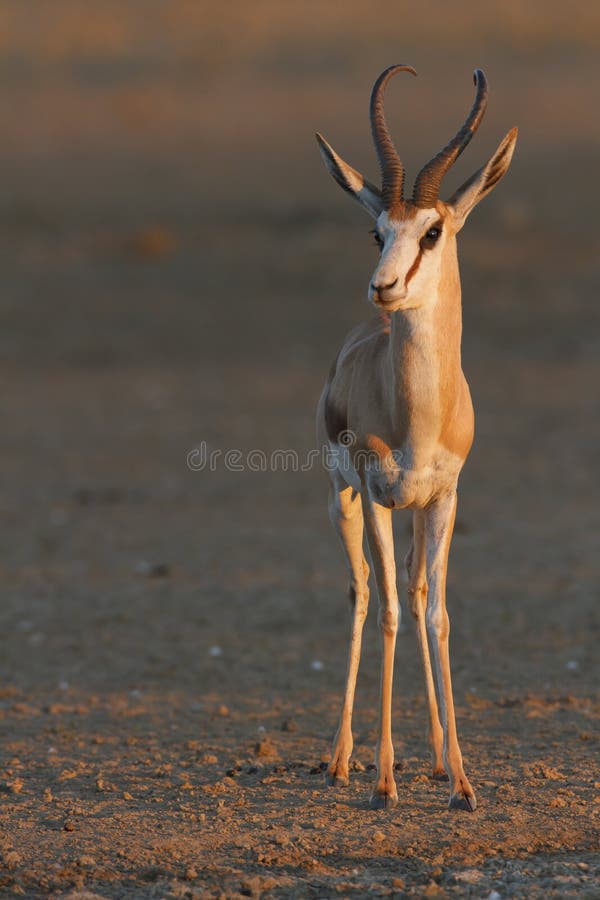Spring buck stock photo. Image of desert, africa, grazer - 20815070