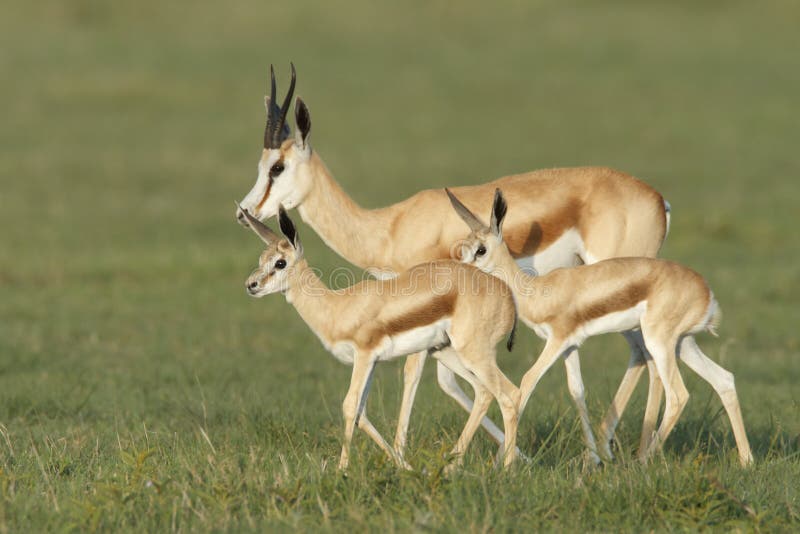 Spring buck stock image. Image of mammal, antelope, wildlife - 35307895