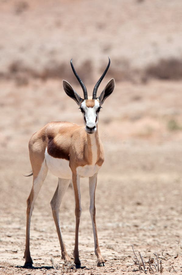 Spring buck stock image. Image of mammal, antelope, wildlife - 35307895