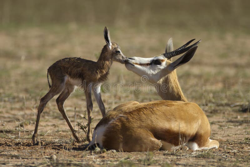 Spring buck family stock image. Image of buck, wildlife - 22743863