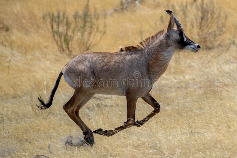 Spring Buck stock photo. Image of thickets, headshot, buck - 817924
