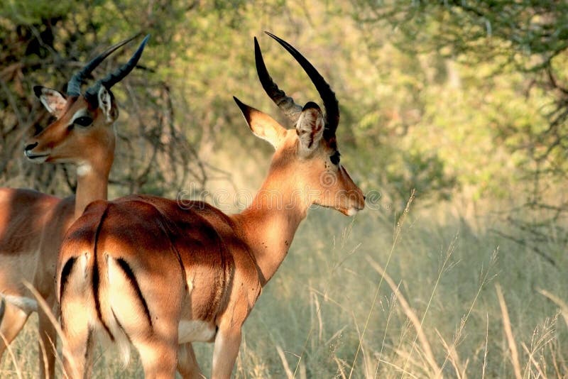 Spring buck stock image. Image of mammal, antelope, wildlife - 35307895