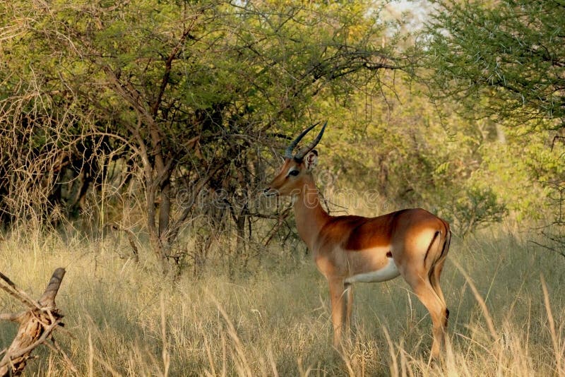 Spring buck stock image. Image of mammal, antelope, wildlife - 35307895