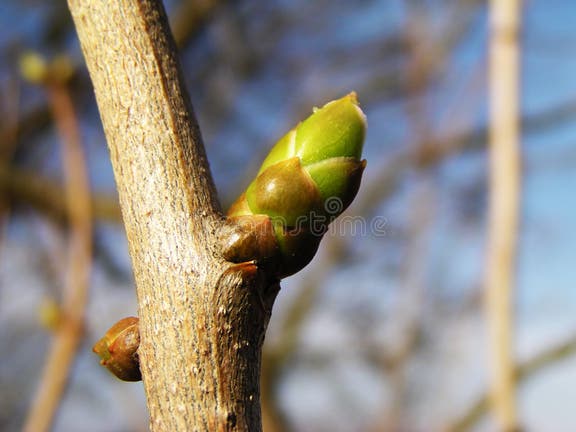 Spring bud stock photo. Image of open, march, botanical - 1319160