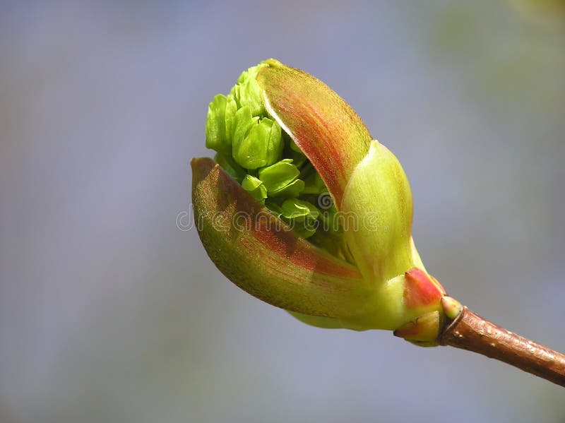 Spring bud stock photo. Image of branch, garden, sprout - 1662644