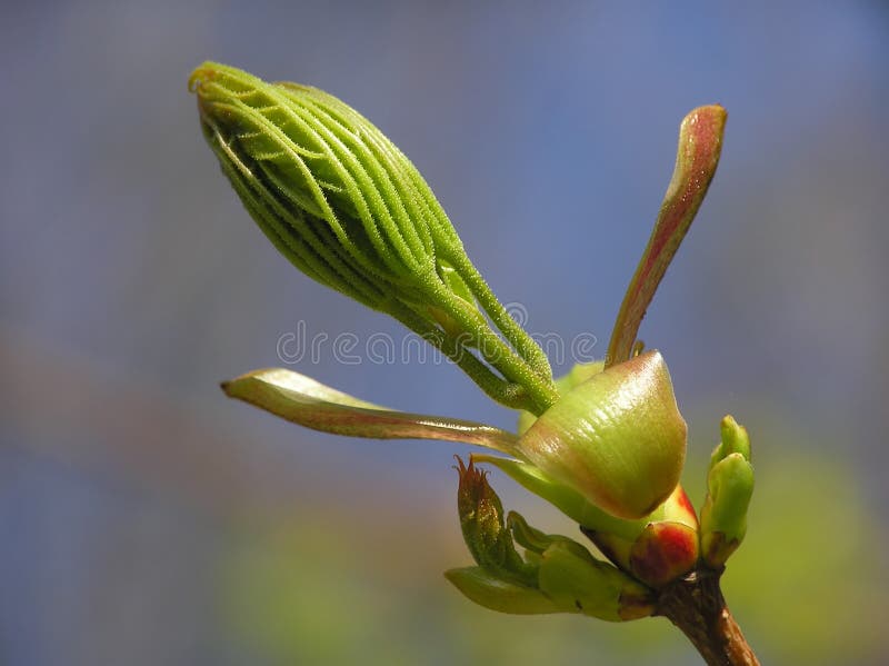Spring bud stock photo. Image of concept, leaf, nature - 1662646