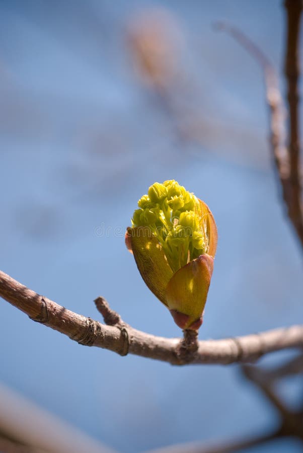 Spring Bud stock image. Image of outdoor, foliage, gardening - 21368171