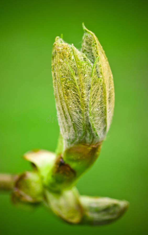 Spring Bud stock image. Image of macro, growth, beautiful - 21368173