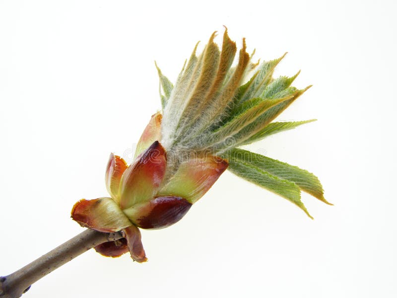 Spring bud stock photo. Image of rural, concept, garden - 2201162