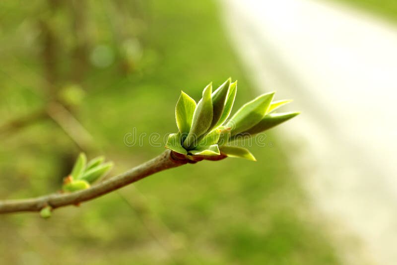 Spring bud stock photo. Image of season, buds, leaf, april - 24415784