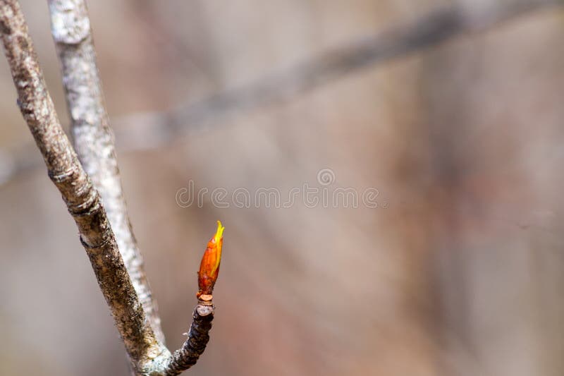 An Early Spring Bud Just Emerging Stock Photo - Image of early, leafs ...