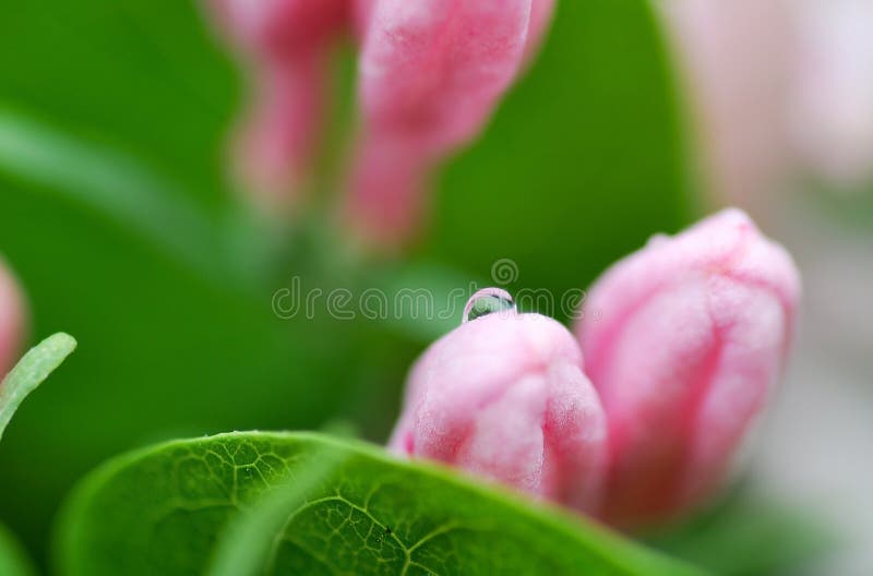Spring bud stock image. Image of green, april, gardening - 29340795