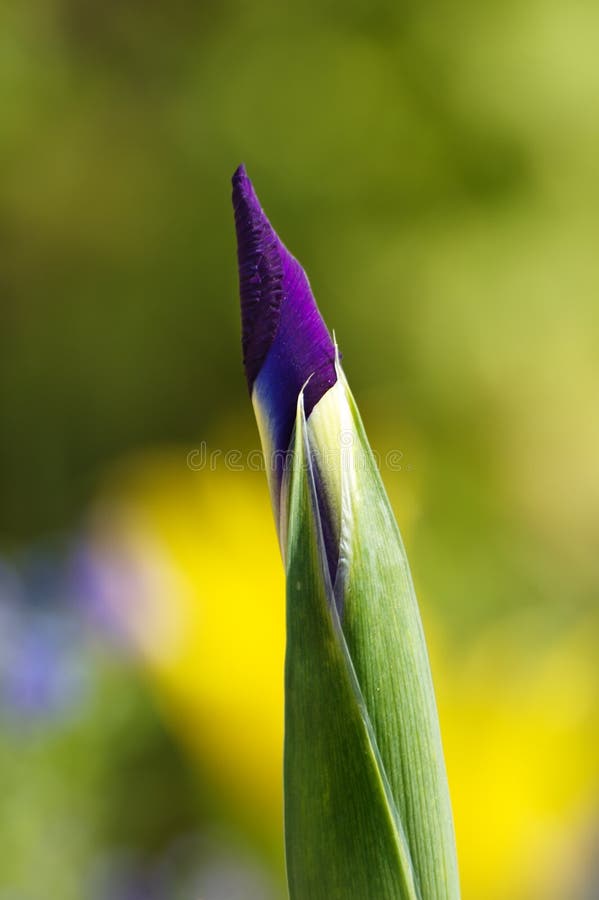Spring bud stock photo. Image of botanical, spring, growth - 798422