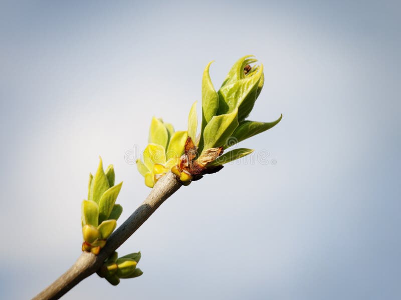 Spring Bud stock image. Image of outdoor, green, environment - 38995385