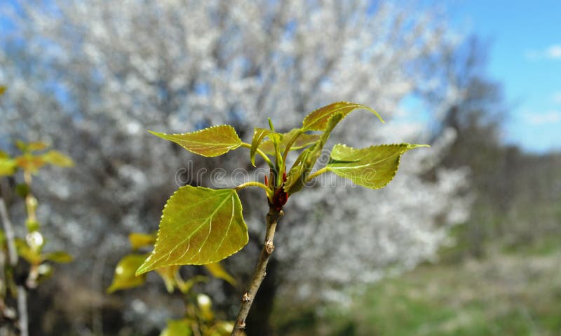 Spring Bud Break of the Shrubs and Trees Stock Photo - Image of ...