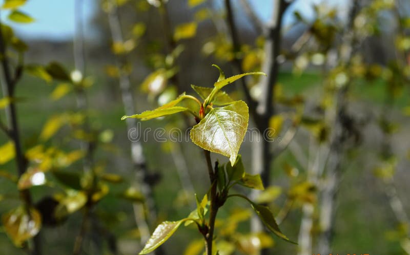 Spring Bud Break of the Shrubs and Trees Stock Image - Image of beauty ...