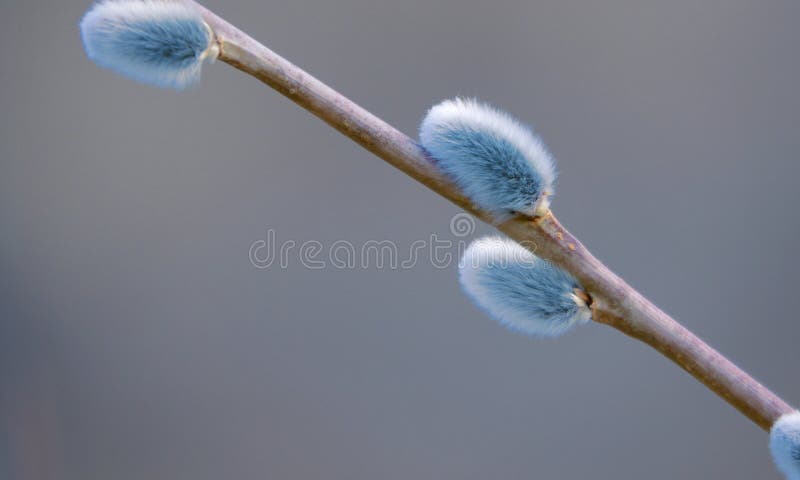 Spring bud stock image. Image of branch, natural, fuzz - 270014485