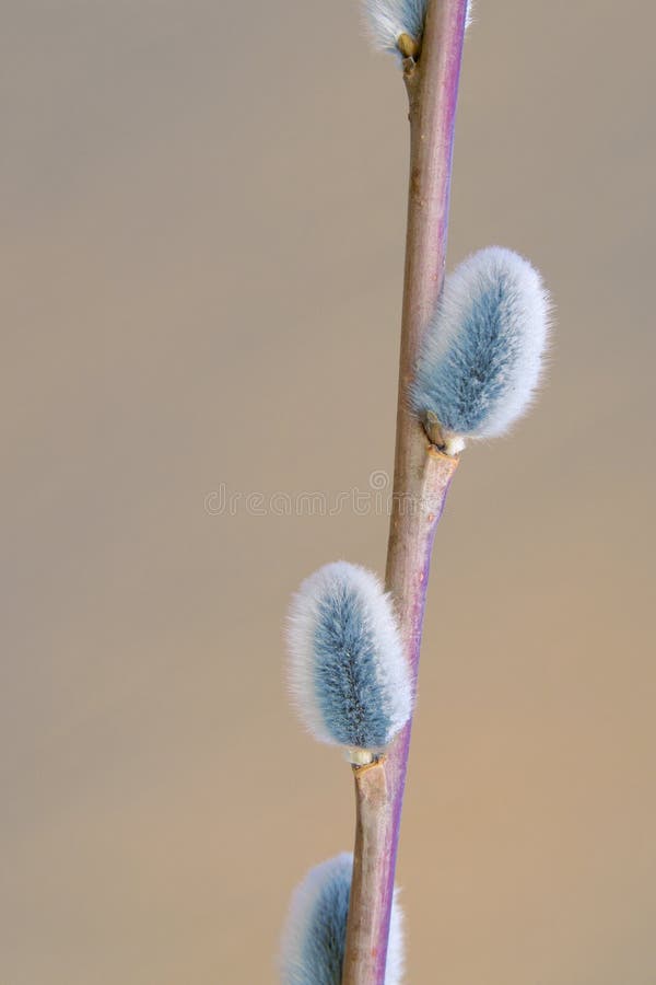 Spring bud stock photo. Image of beauty, buds, macro - 13884426