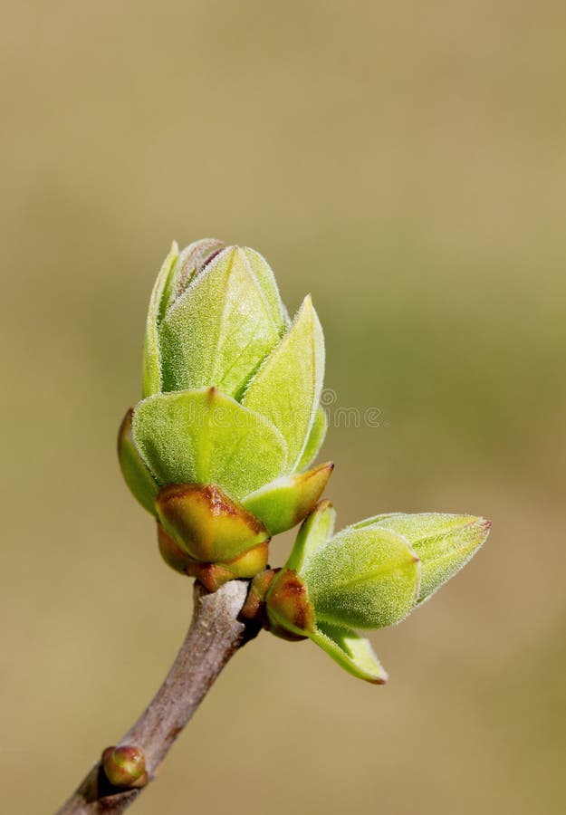 Spring bud close-up stock image. Image of garden, closeup - 39321839