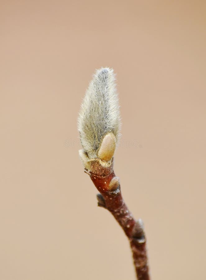 Spring bud stock image. Image of flower, light, ecology - 39262185