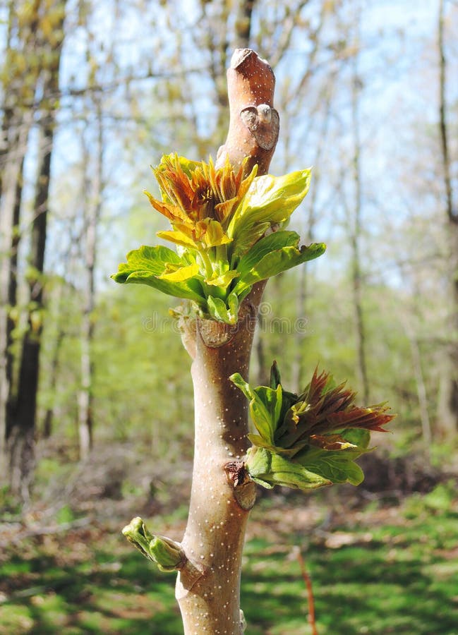 Spring bud stock image. Image of design, botany, freshness - 32473109