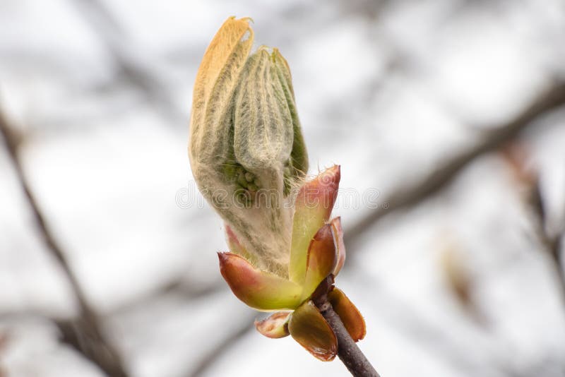 Spring Bud. Composition of Nature Stock Photo - Image of garden, life ...