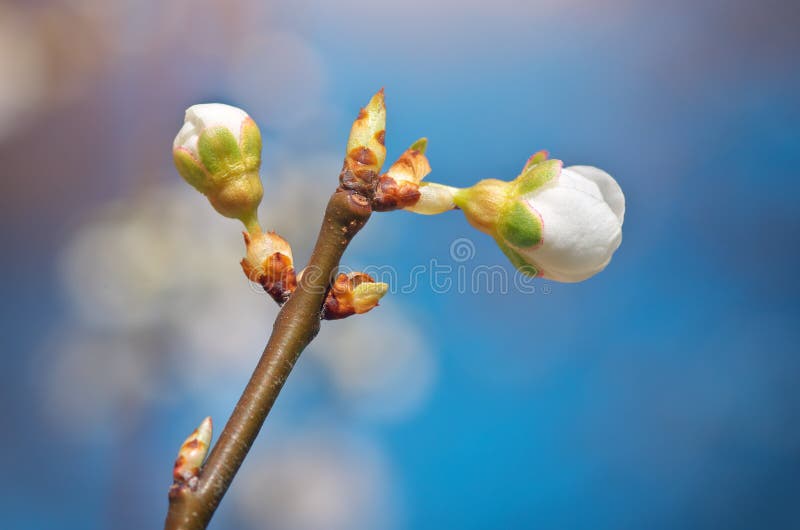 Spring bud. stock image. Image of environmental, freshness - 64431961