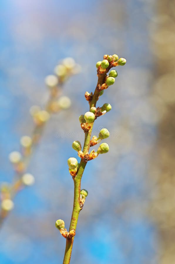 Spring bud. stock image. Image of herb, background, blue - 80085363