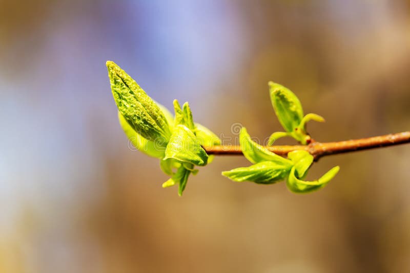 Spring Bud. Composition of Nature Stock Image - Image of sapling, toned ...